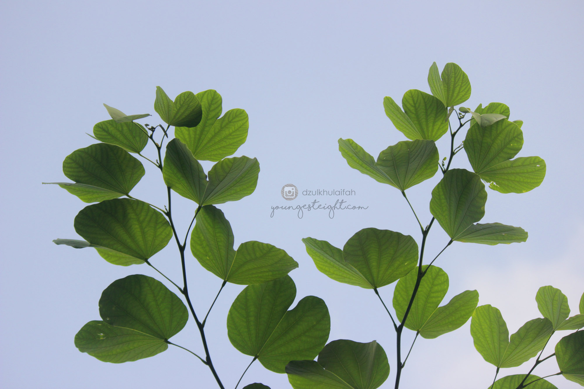 daun kupu-kupu | Aifalogy Mindful Parenting Blog